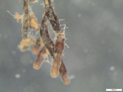 Tuber melanosporum – NATGA