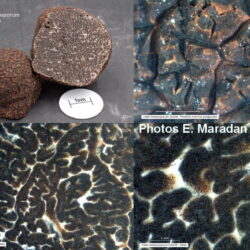 Tuber melanosporum – NATGA