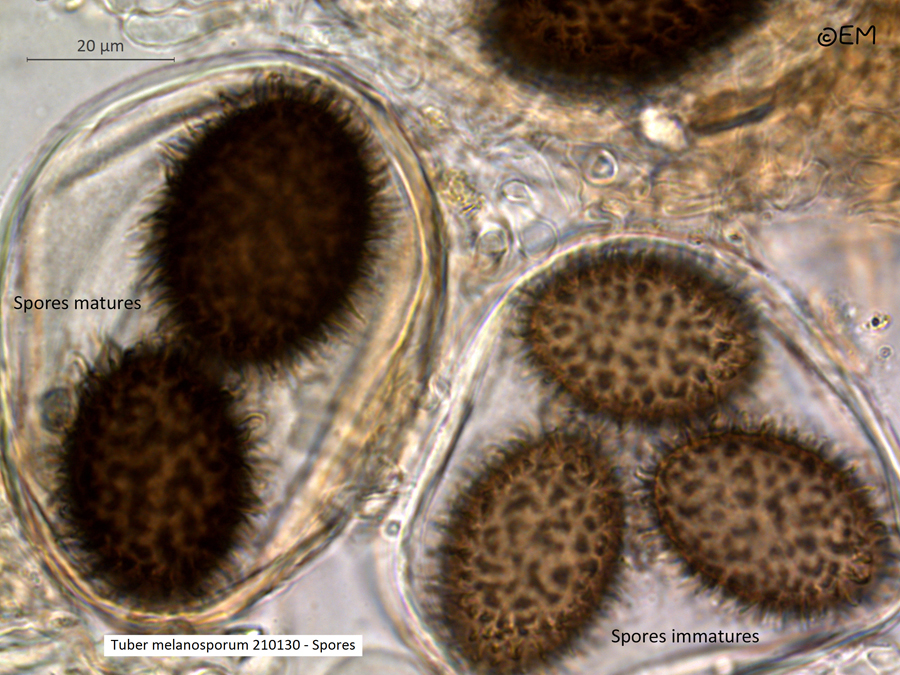 Tuber melanosporum – NATGA