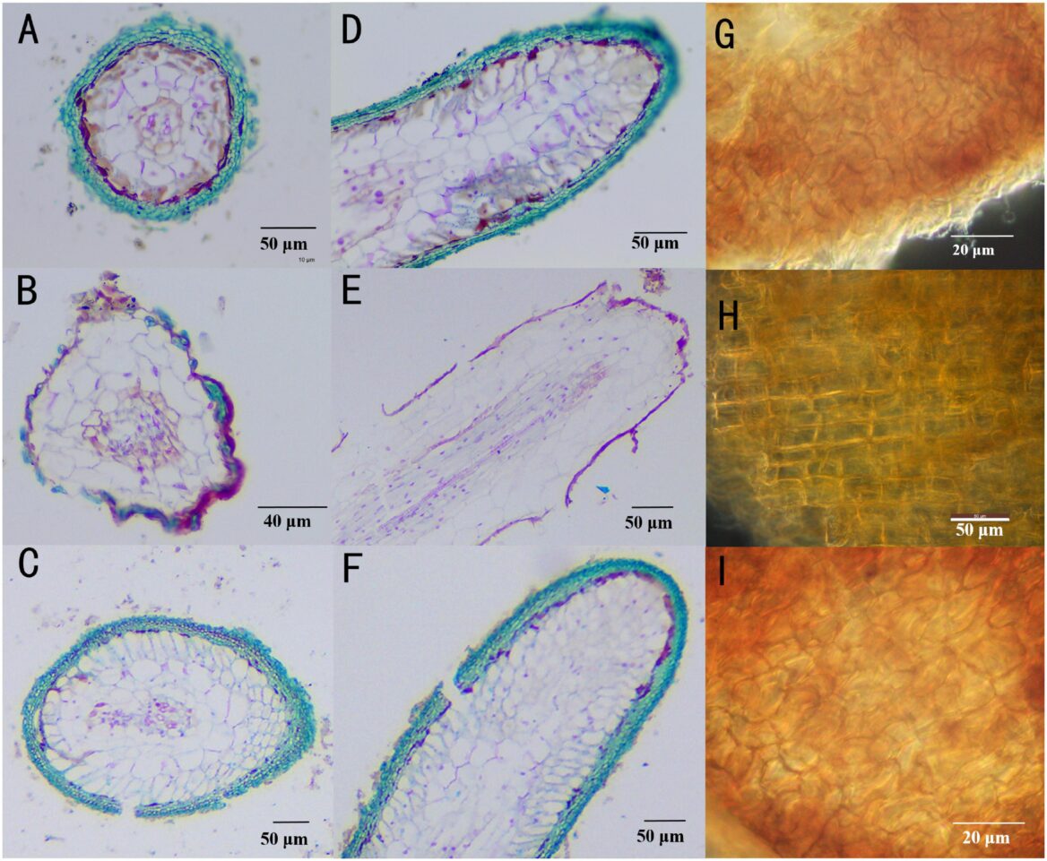 Tuber melanosporum – NATGA